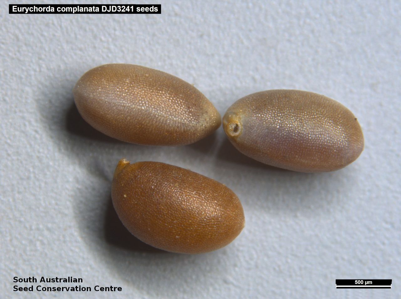 Restionaceae | Fruit and Seed Family ID